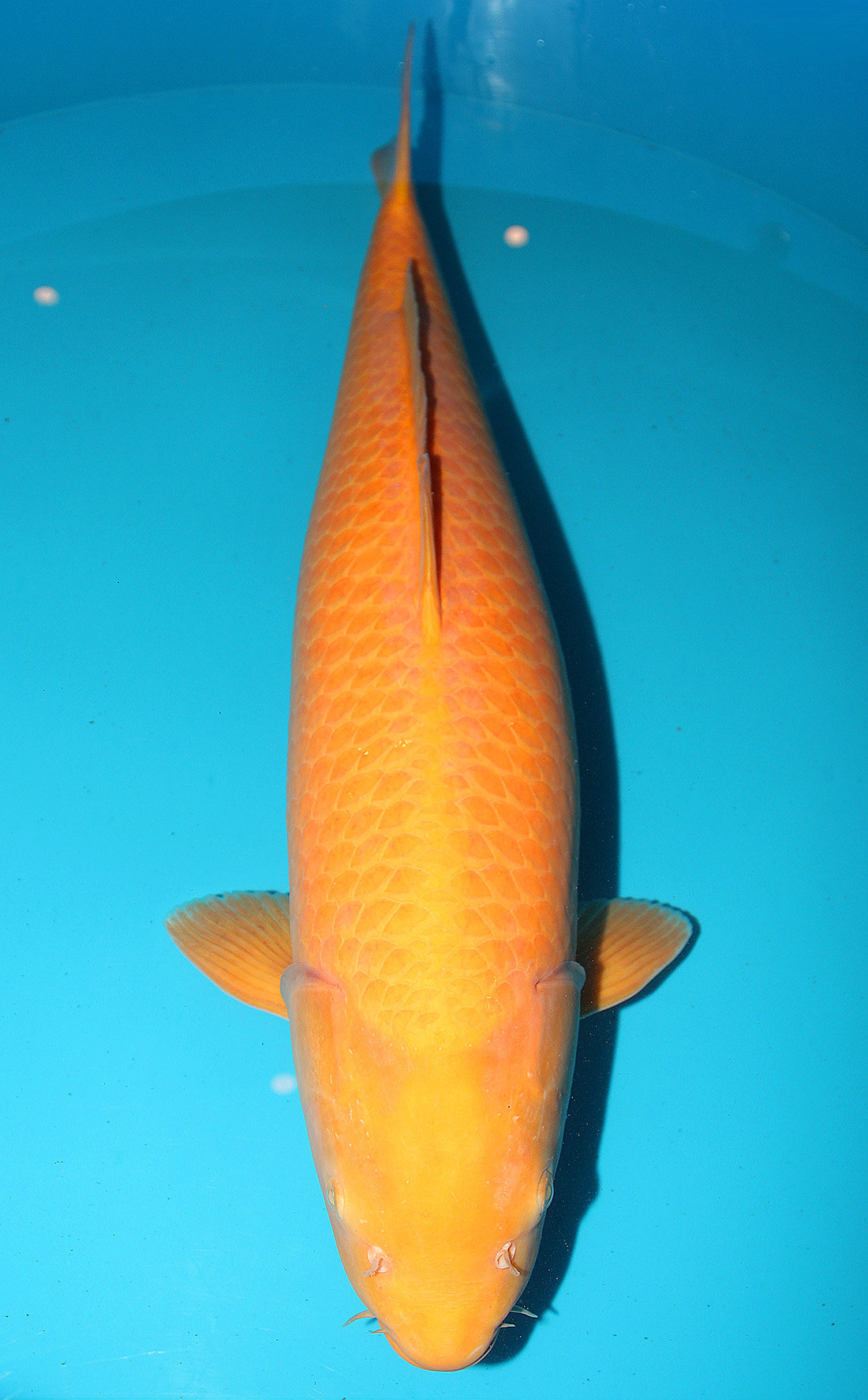 Karashigoi orenji - Koi Bauer