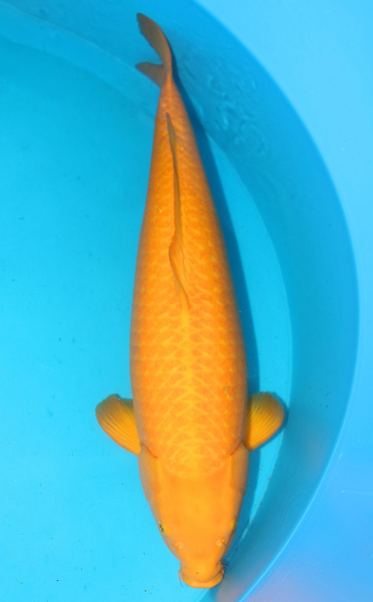 Beni Karashigoi - Koi Bauer