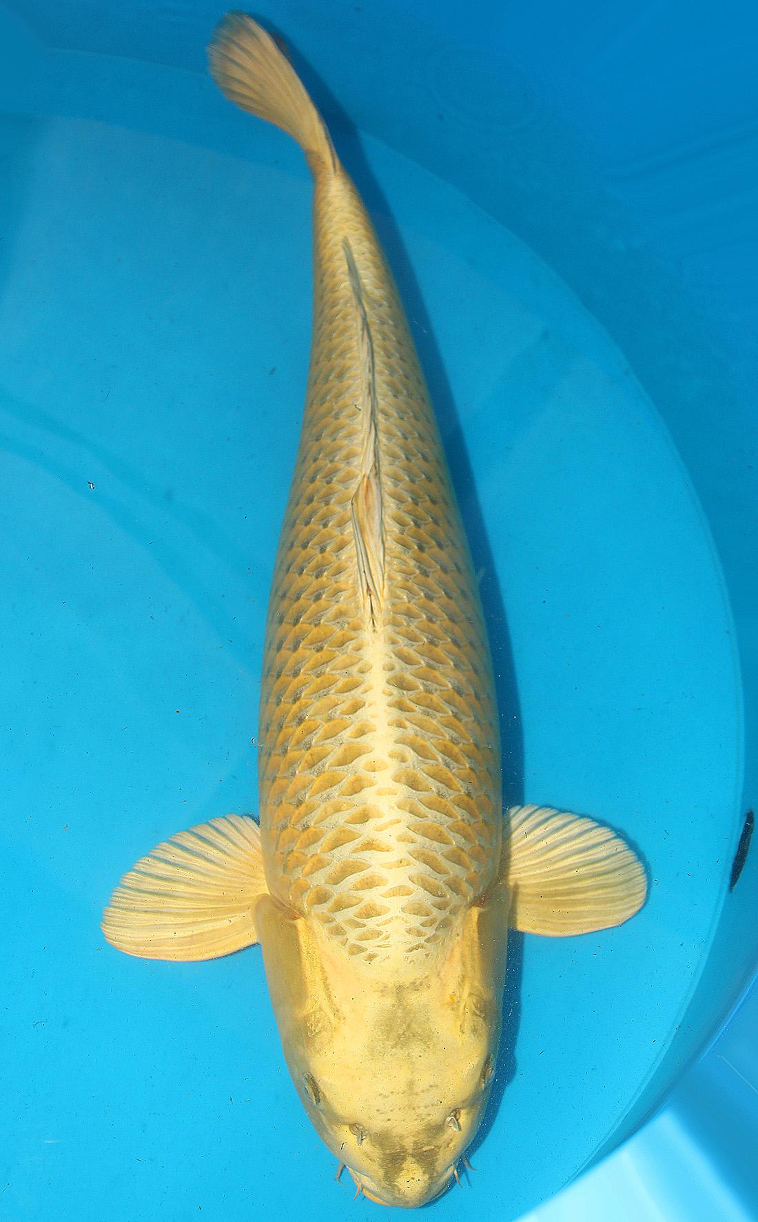 Mukashi 78 cm 4750 Euro - Koi Bauer