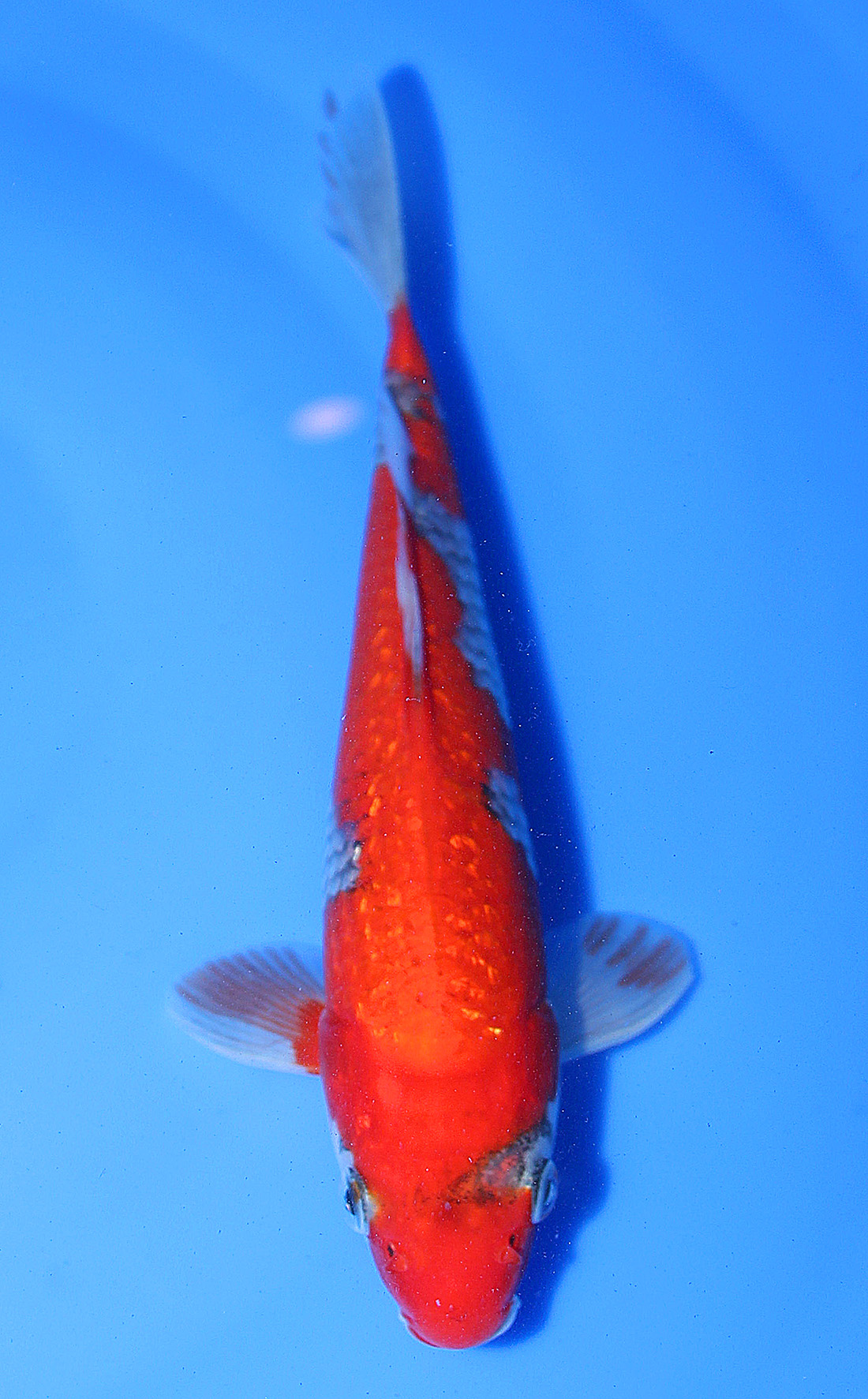 Gin Rin Goshiki 22 cm 275 Euro - Koi Bauer