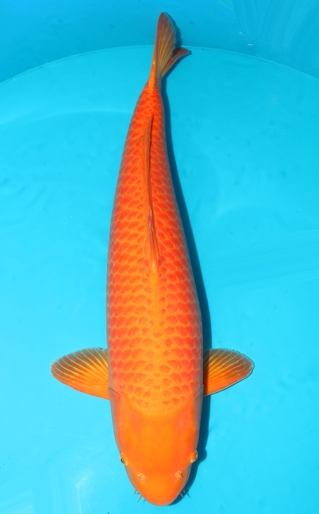 Beni Karashigoi 82 cm 4950 Euro - Koi Bauer