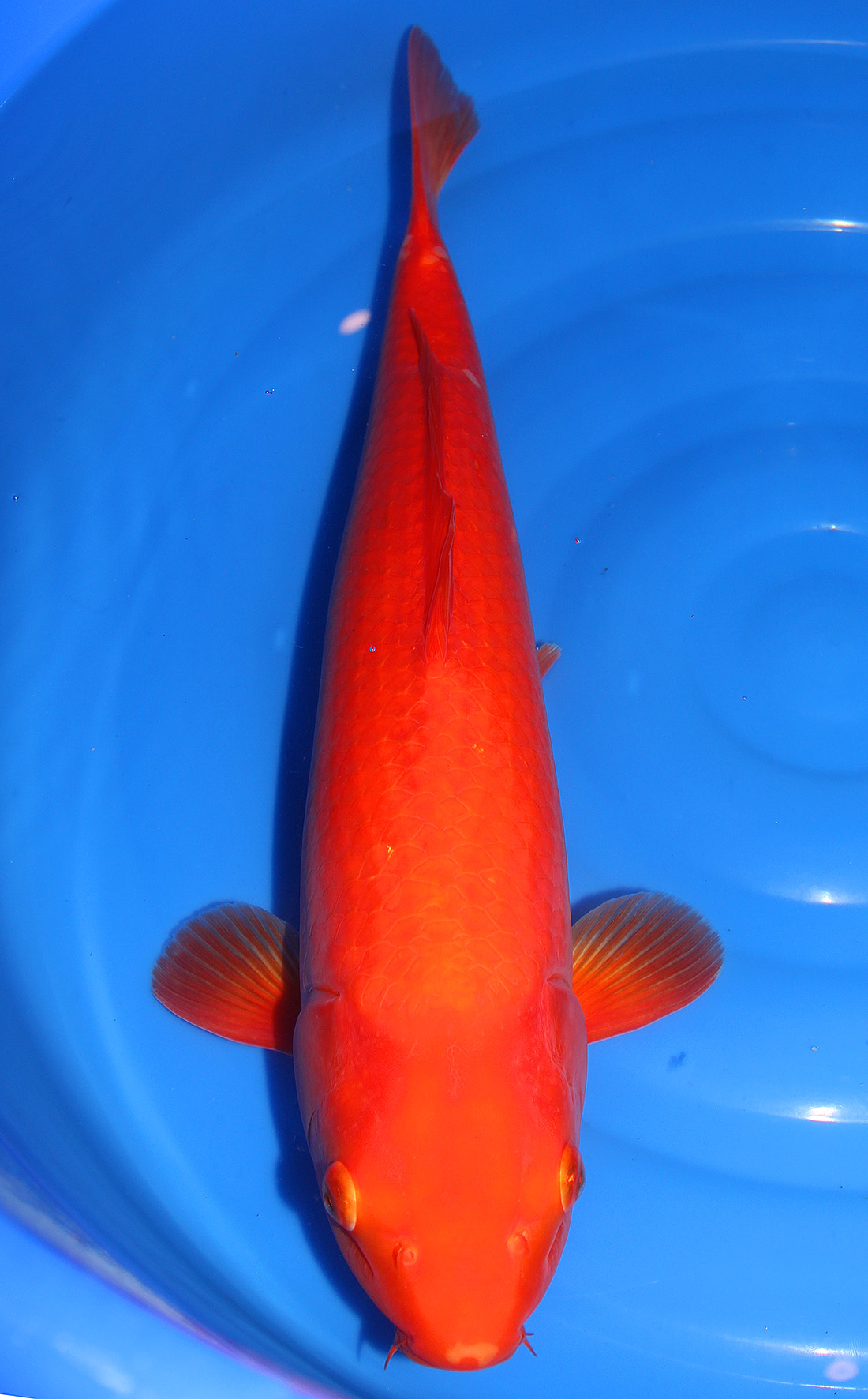 Benigoi 59 cm 1150 Euro - Koi Bauer