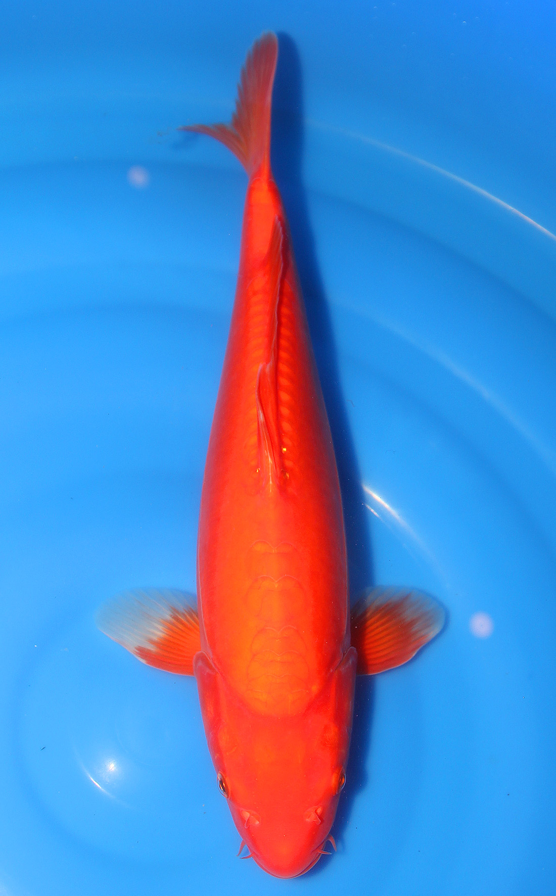 Doitsu Benigoi 40 cm 375 Euro - Koi Bauer