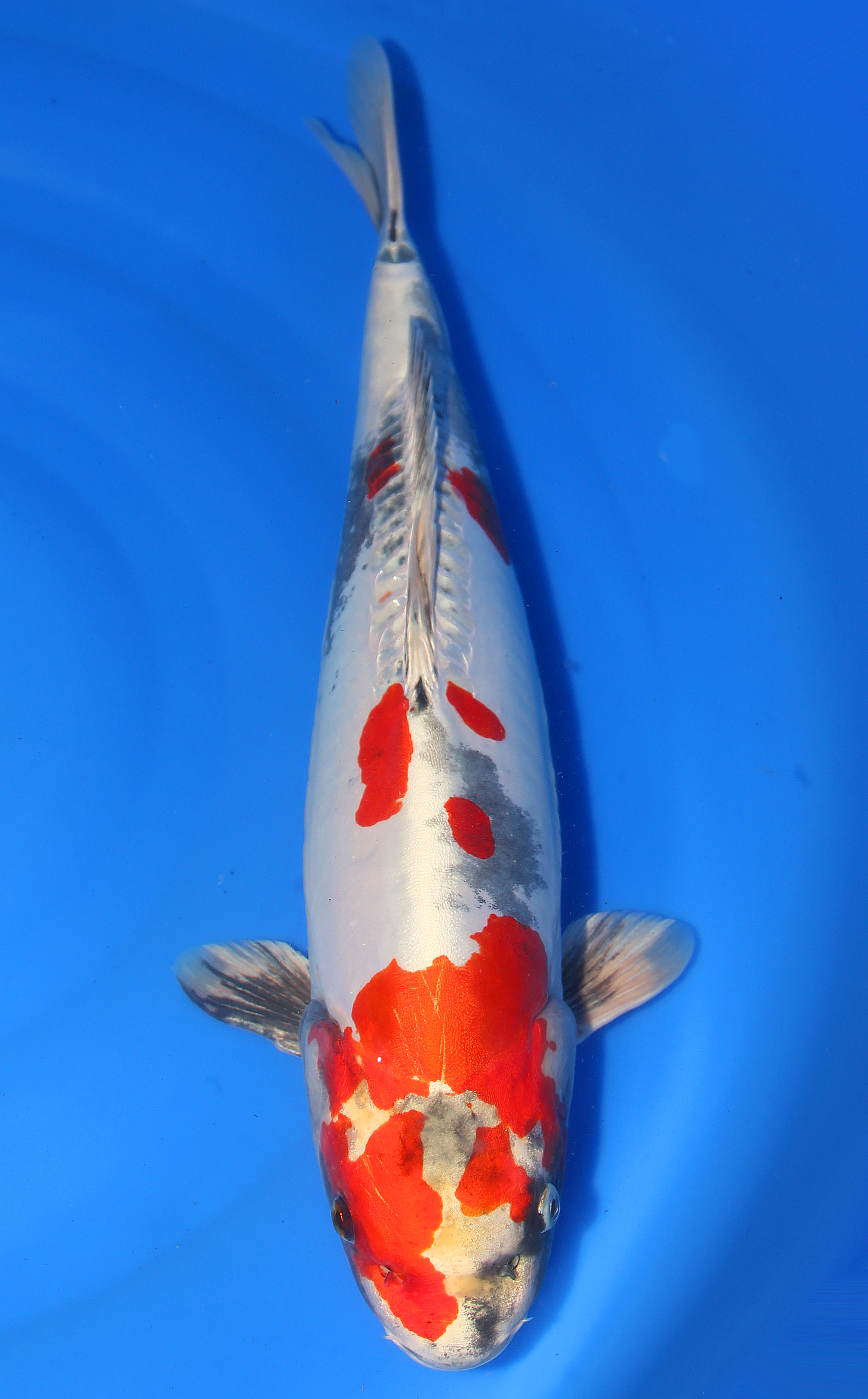 Doitsu Kin Showa 49 cm 1350 Euro - Koi Bauer