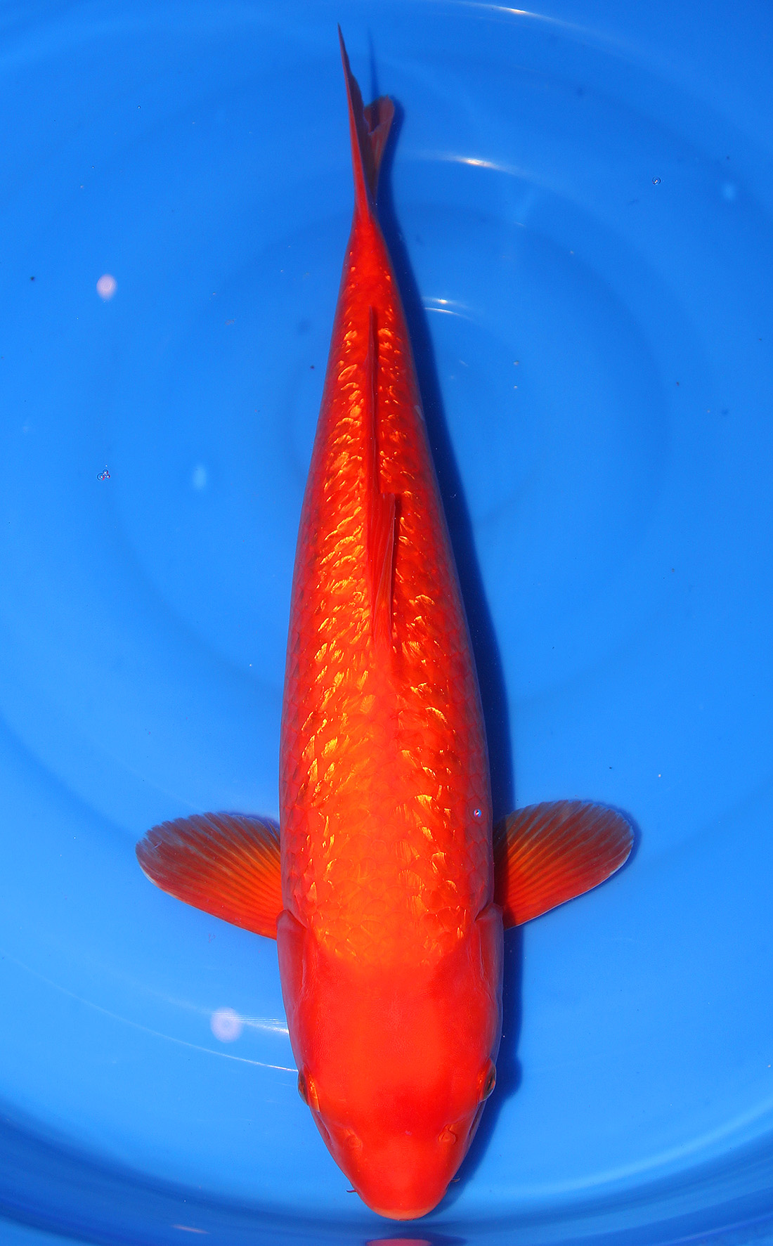 Gin Rin Benigoi 52 cm 1150 Euro - Koi Bauer