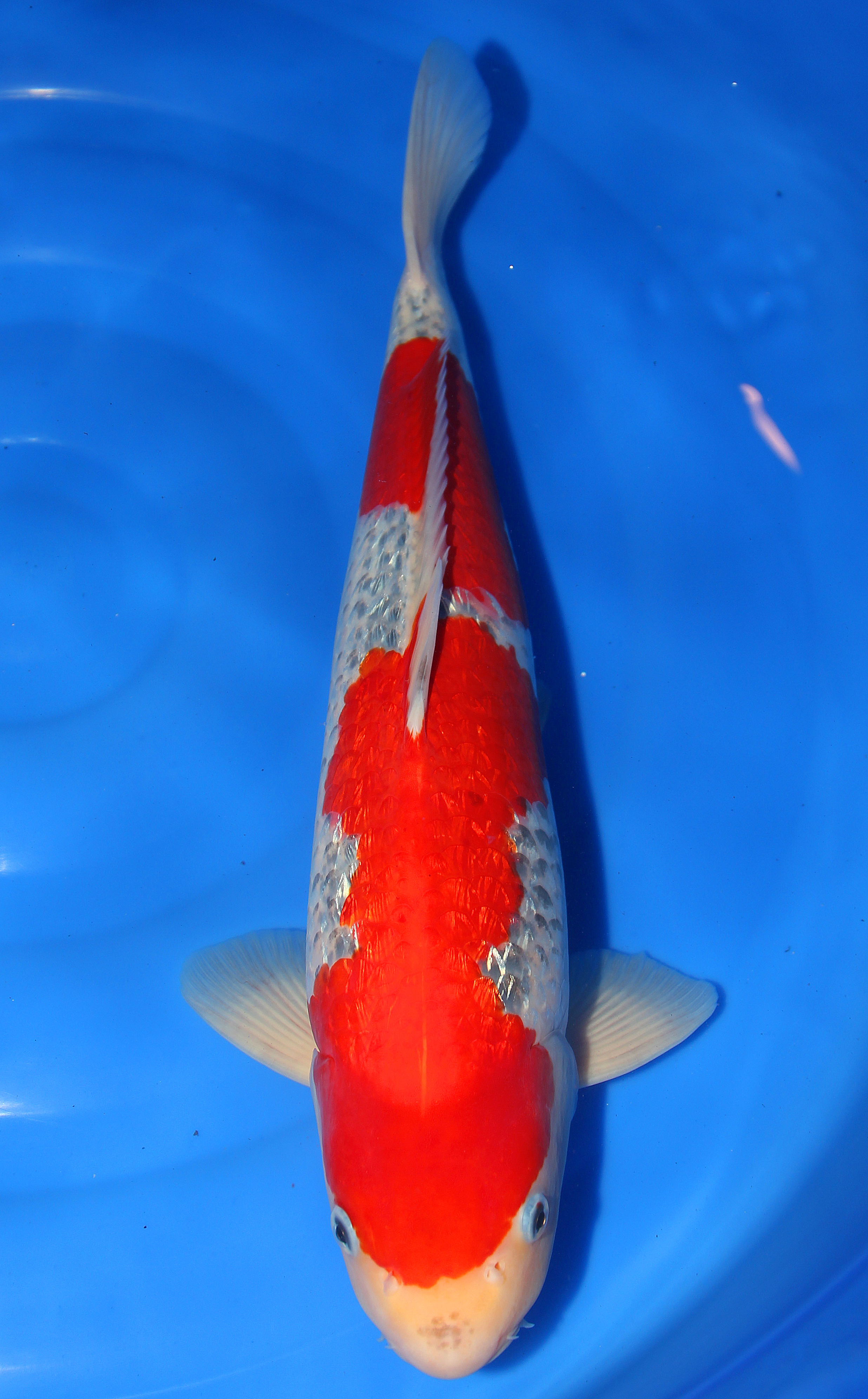 Gin Rin Goshiki 50 cm 2150 Euro - Koi Bauer