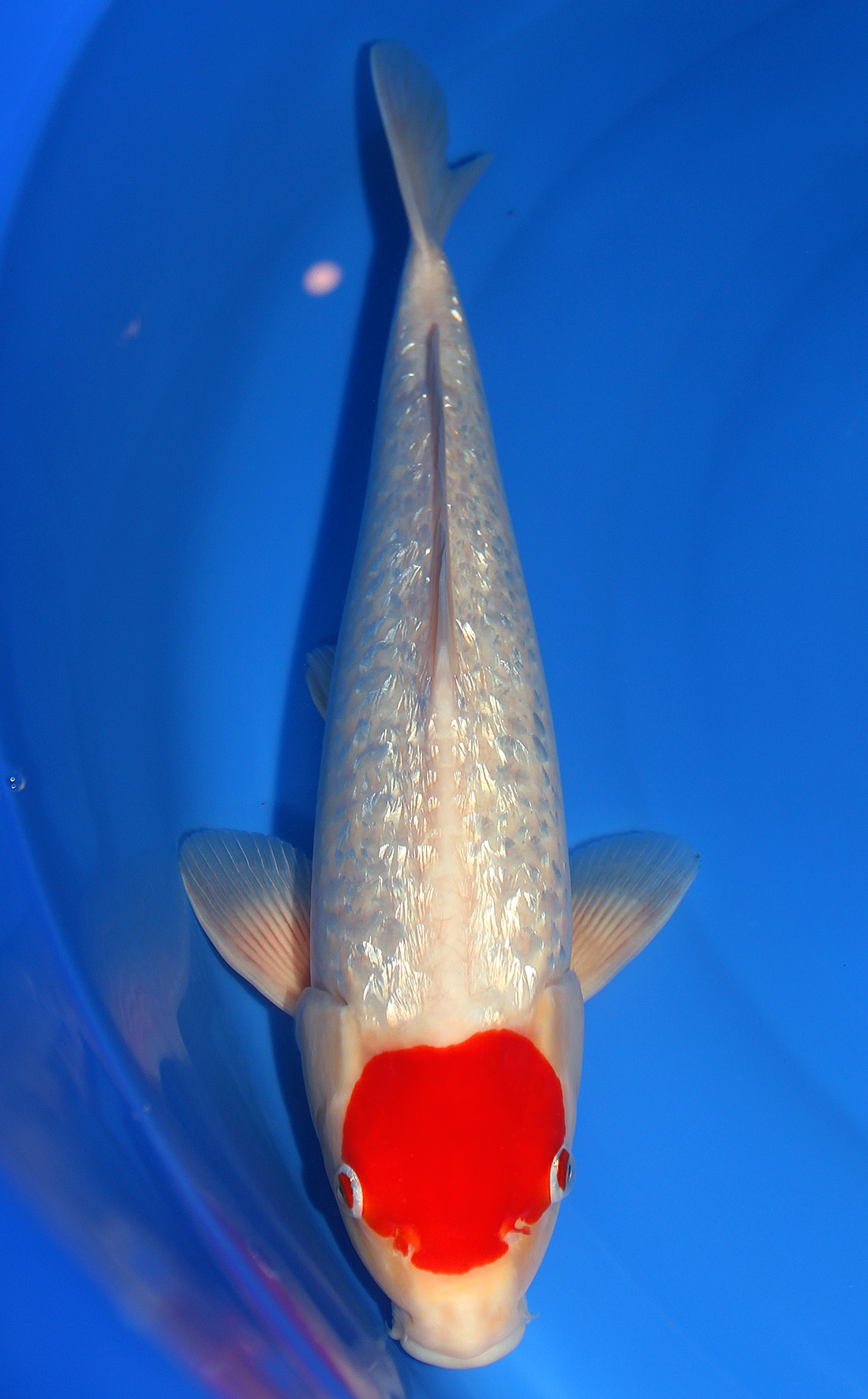 Gin Rin Tancho 40 cm 550 Euro - Koi Bauer