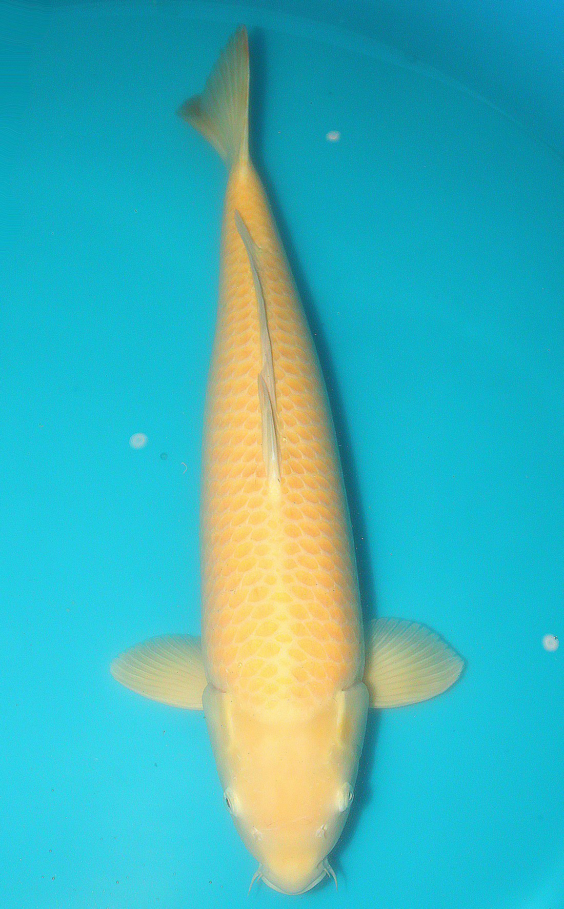 Karashigoi 71 cm 3750 Euro - Koi Bauer