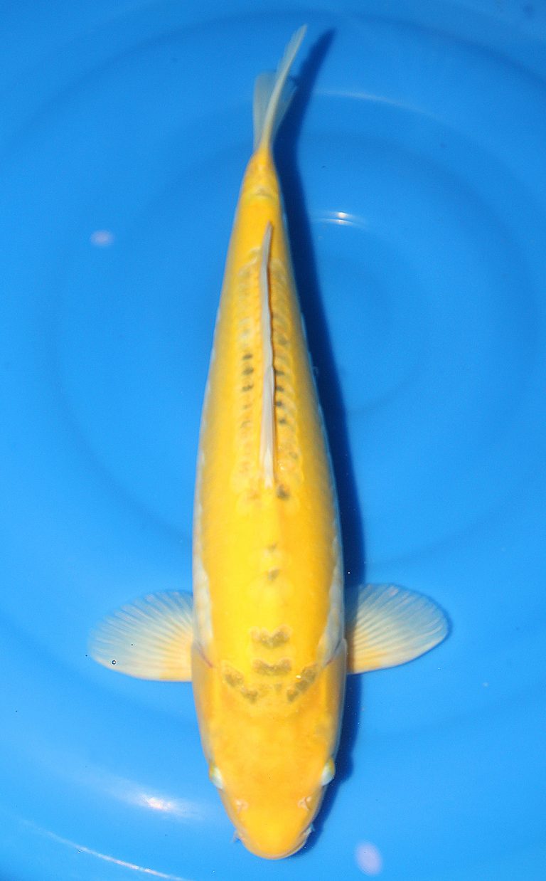 Ki Shusui 42 cm 375 Euro (2) - Koi Bauer