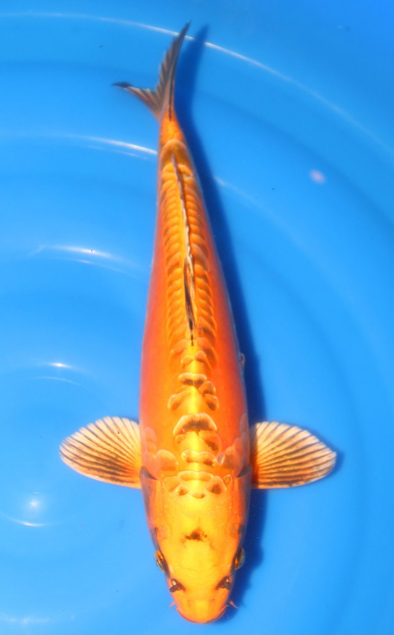 Kin Kikokuryu 39 cm 375 Euro - Koi Bauer