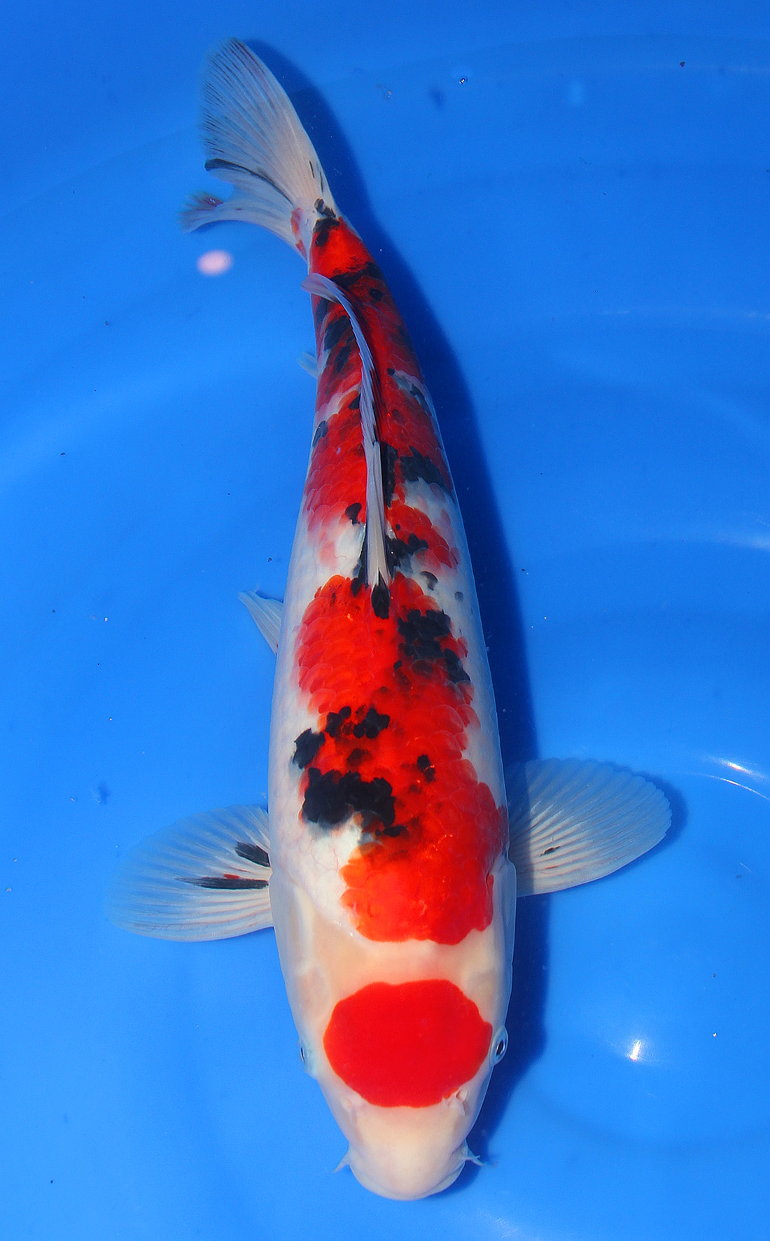 Maruten Sanke 39 cm 550 Euro - Koi Bauer