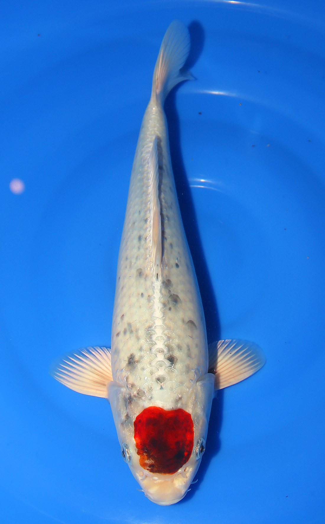 Tancho Kin Showa 35 cm 550 Euro - Koi Bauer