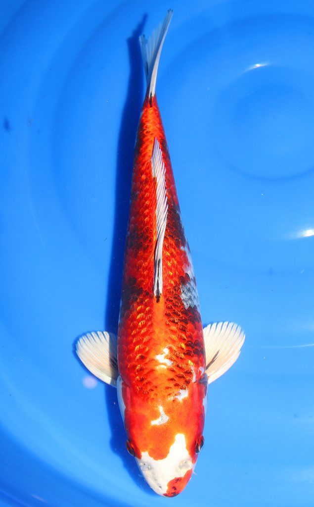 Gin Rin Kin Showa 39 cm 375 Euro - Koi Bauer