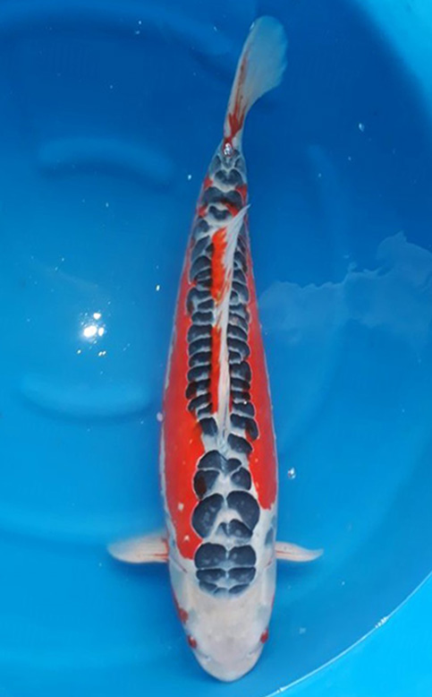 Shusui 72cm verkauft - Koi Bauer