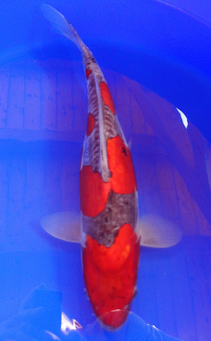 Doitsu Goshiki 40-45 cm 750 Euro - Koi Bauer