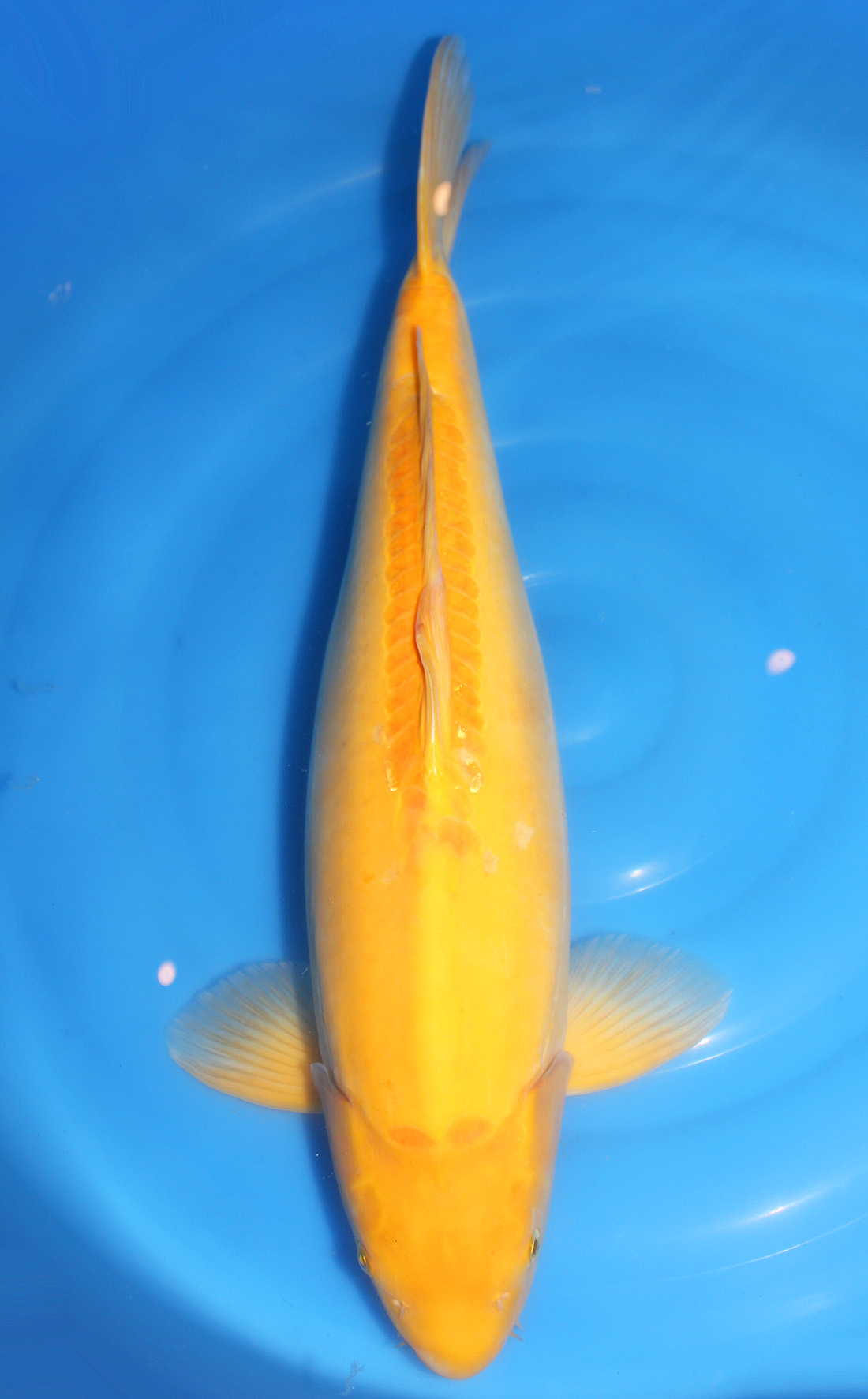 Doitsu Karashigoi - Koi Bauer