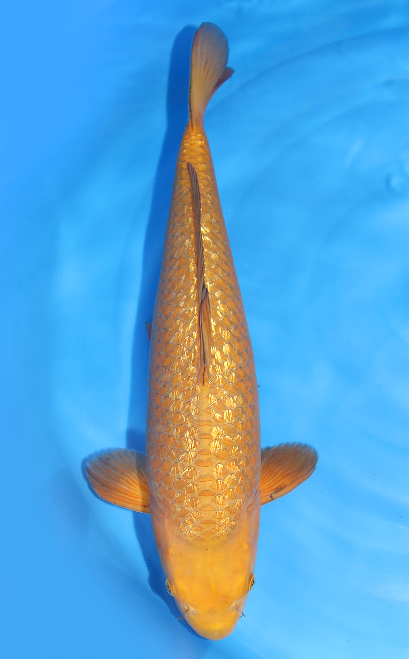 Gin Rin Chagoi mesu 52 cm 495 Euro - Koi Bauer