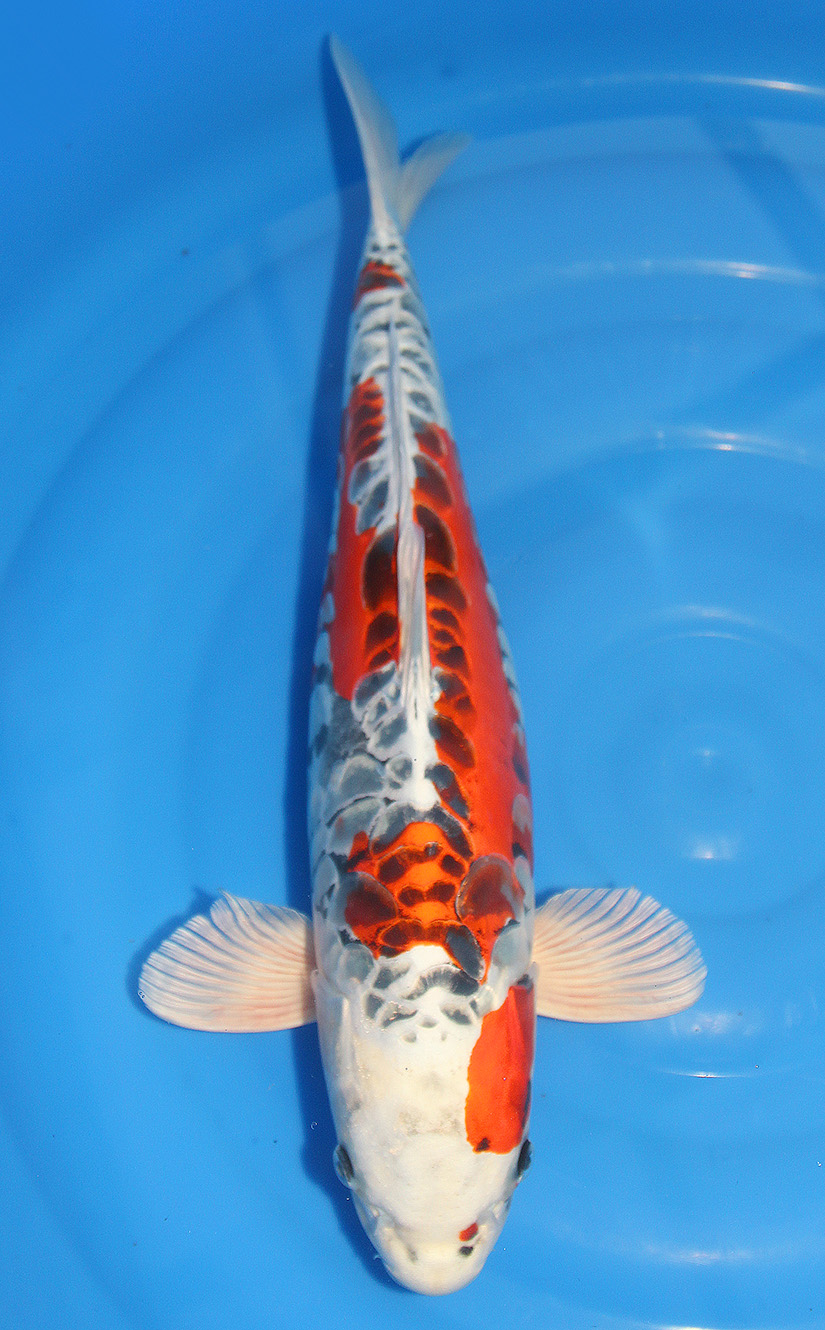 Kin Kikokuryu - KOI Bauer