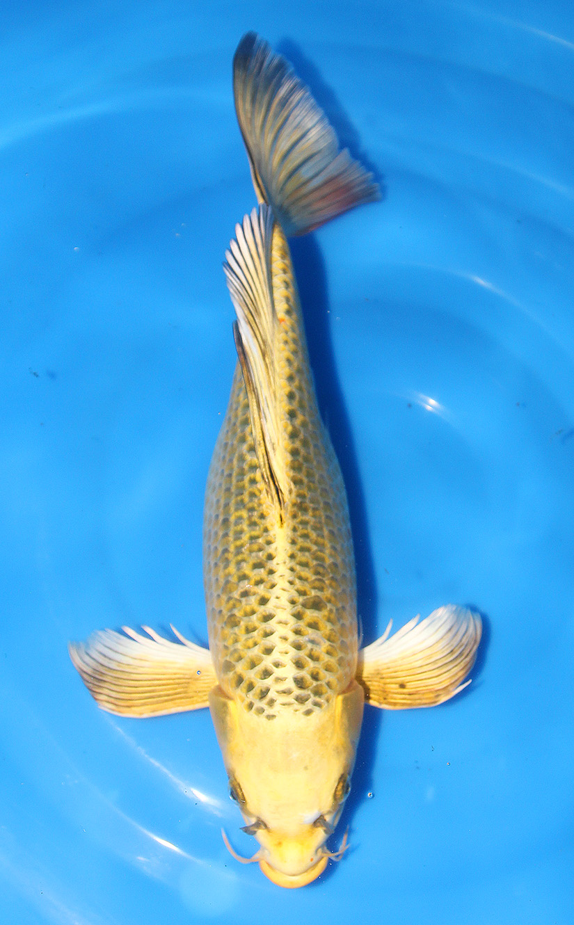 Longfin Ki Matsuba mesu 41 cm 295 Euro - Koi Bauer