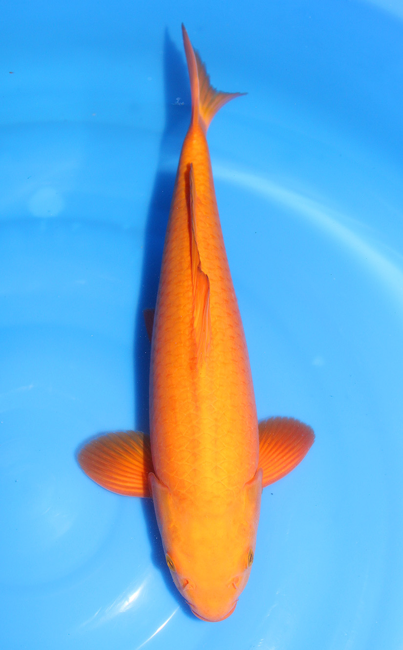 Karasugoi Koi Japan Koi Red Karashigoi Im Koi Versand Kaufen