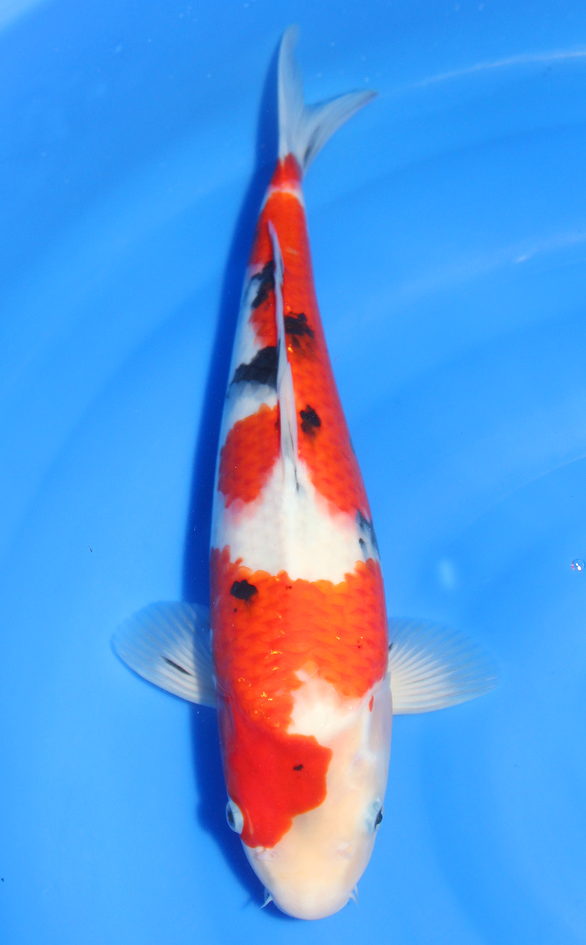 » Produkt-Kategorien » Koi 35-40 cm