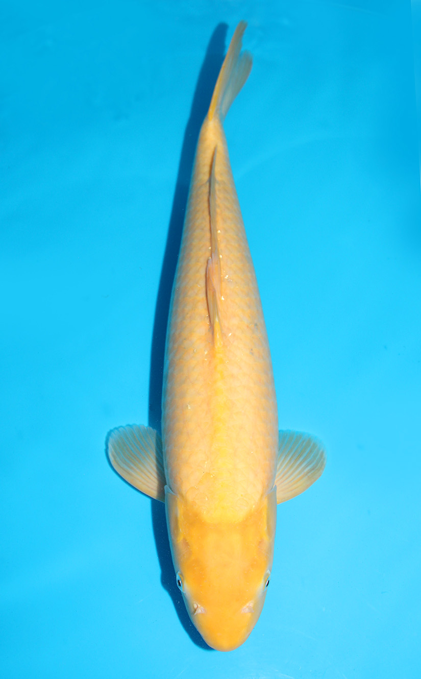 Karashigoi - Koi Bauer