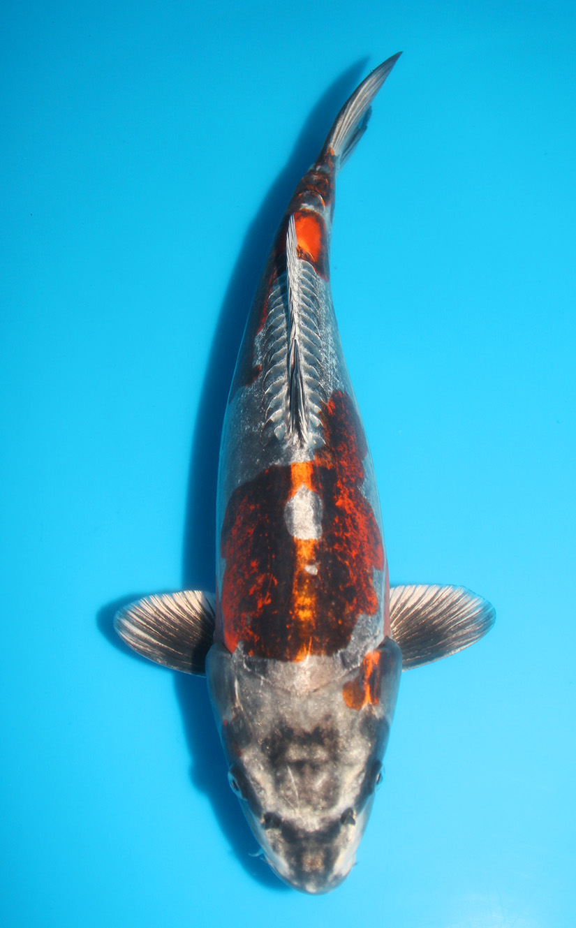 Kin Kikokuryu - Koi Bauer