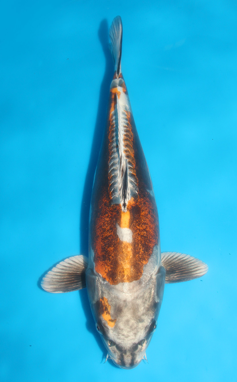 Kin Kikokuryu - Koi Bauer