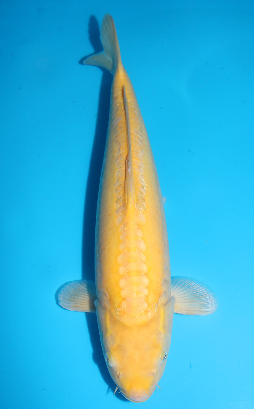 Doitsu Gin Rin Karashigoi - Koi Bauer