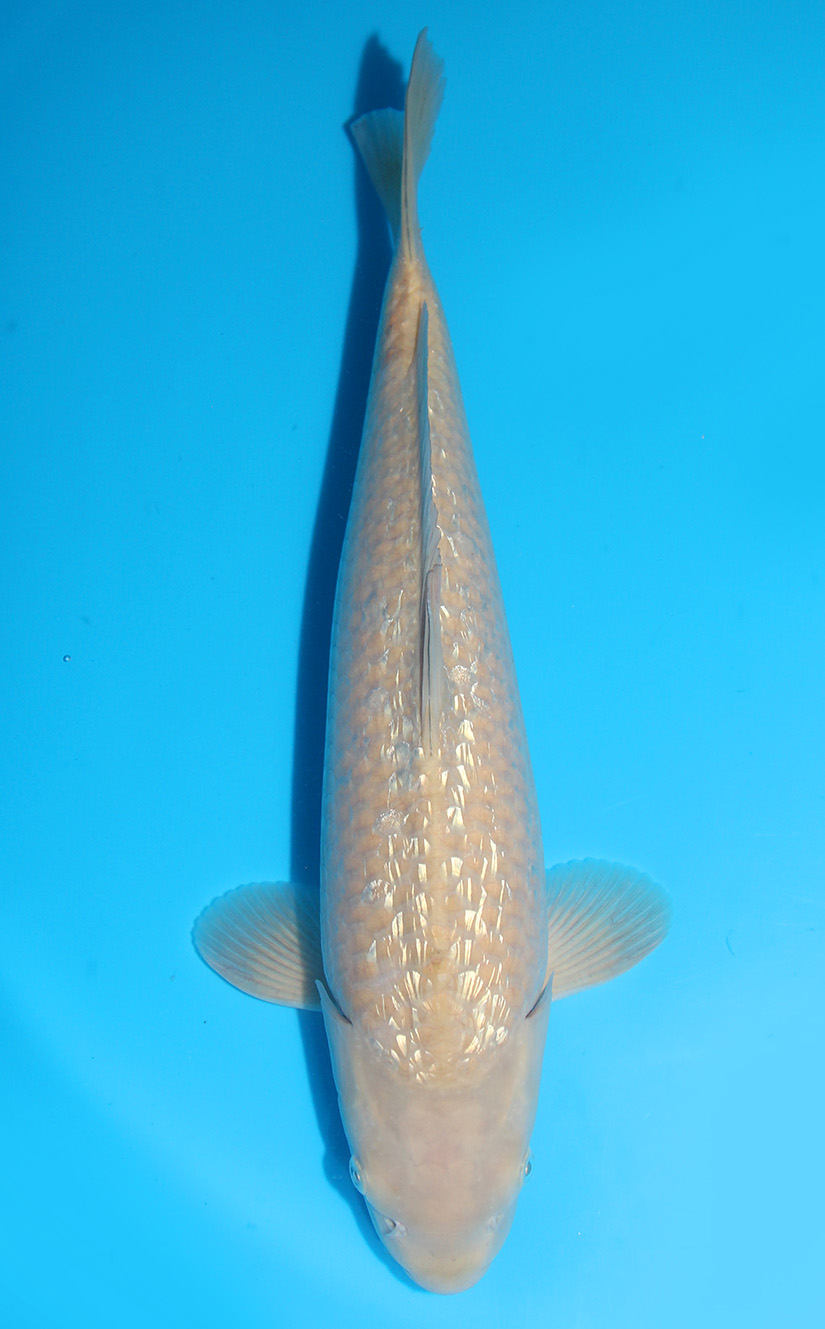 Gin Rin Chagoi - Koi Bauer