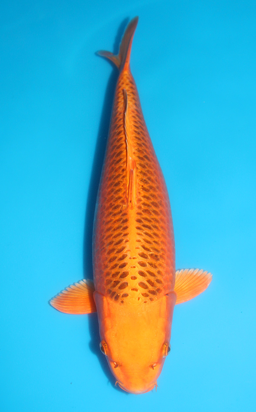 Kin Matsuba - Koi Bauer