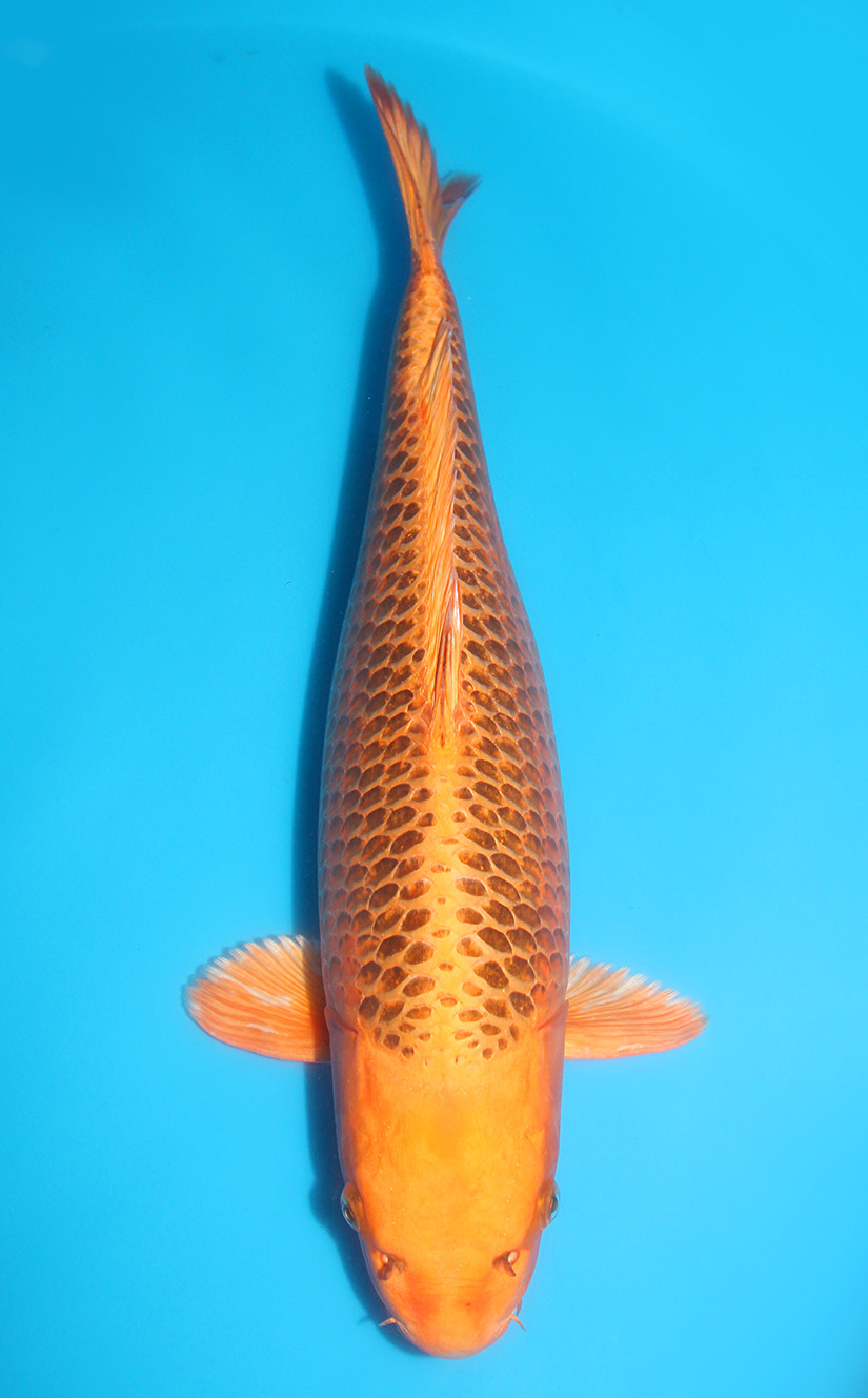 Kin Matsuba - Koi Bauer