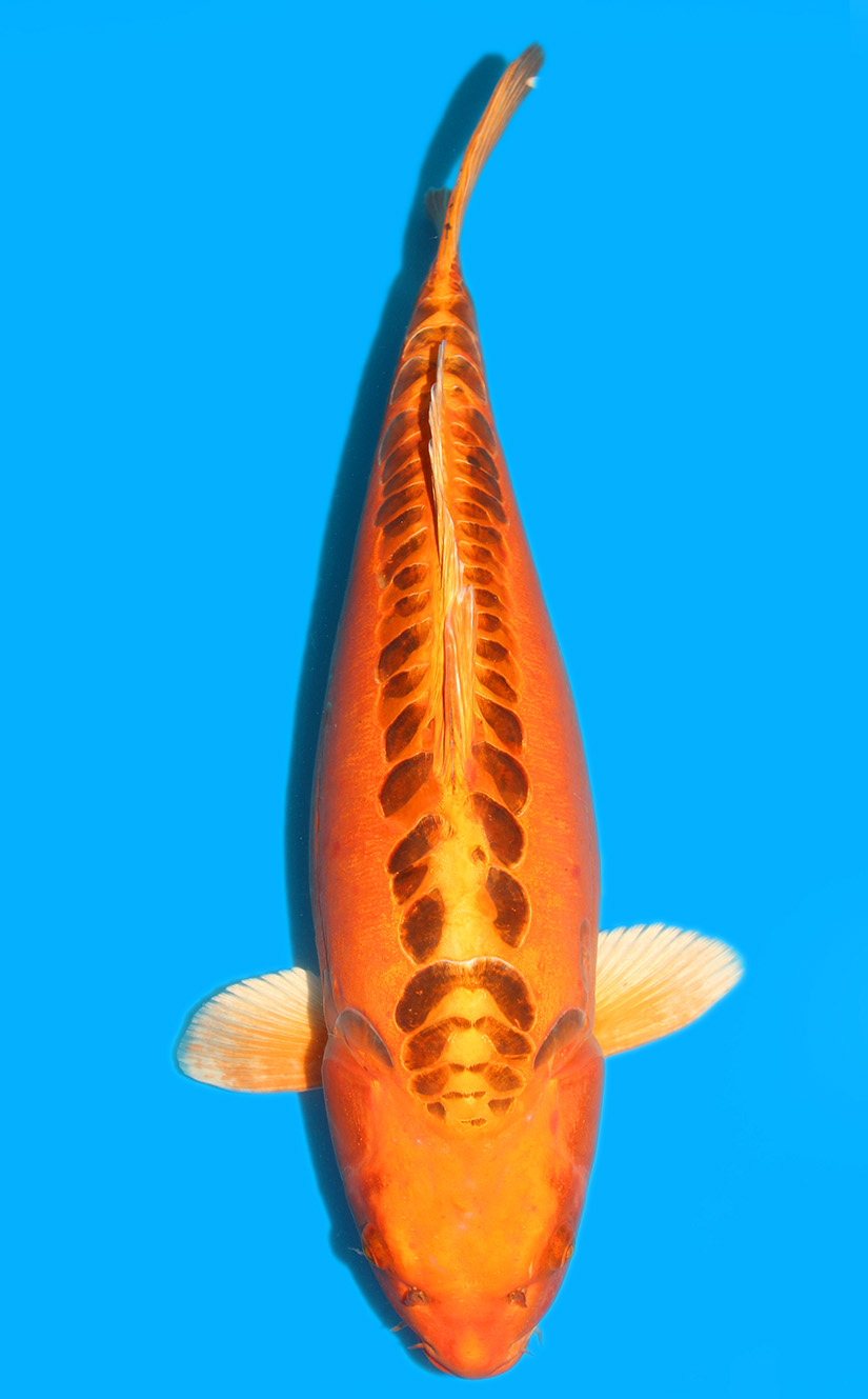 Mizuho Ogon - Koi Bauer