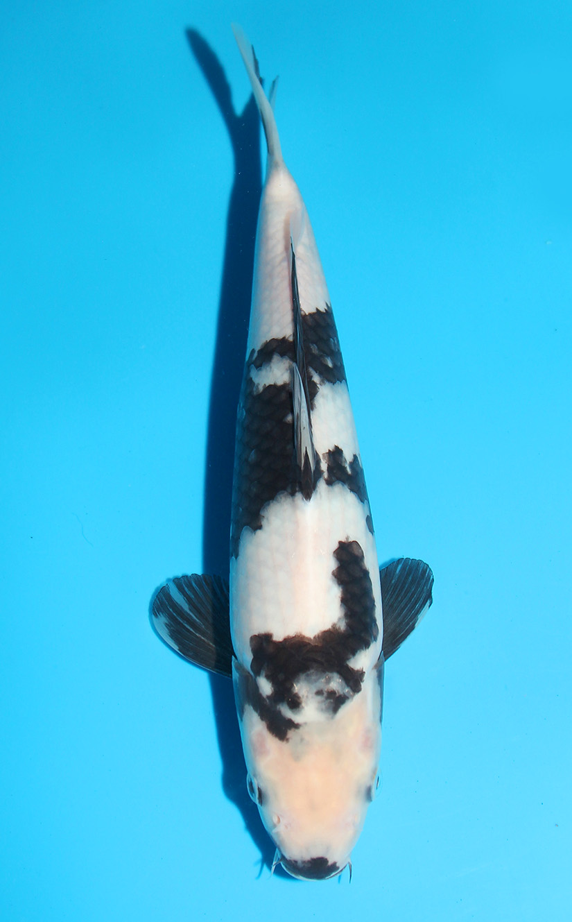 Shiro Utsuri - Koi Bauer