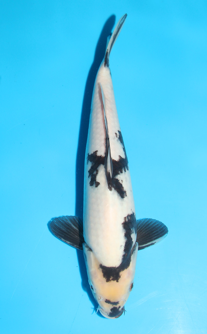 Shiro Utsuri - Koi Bauer