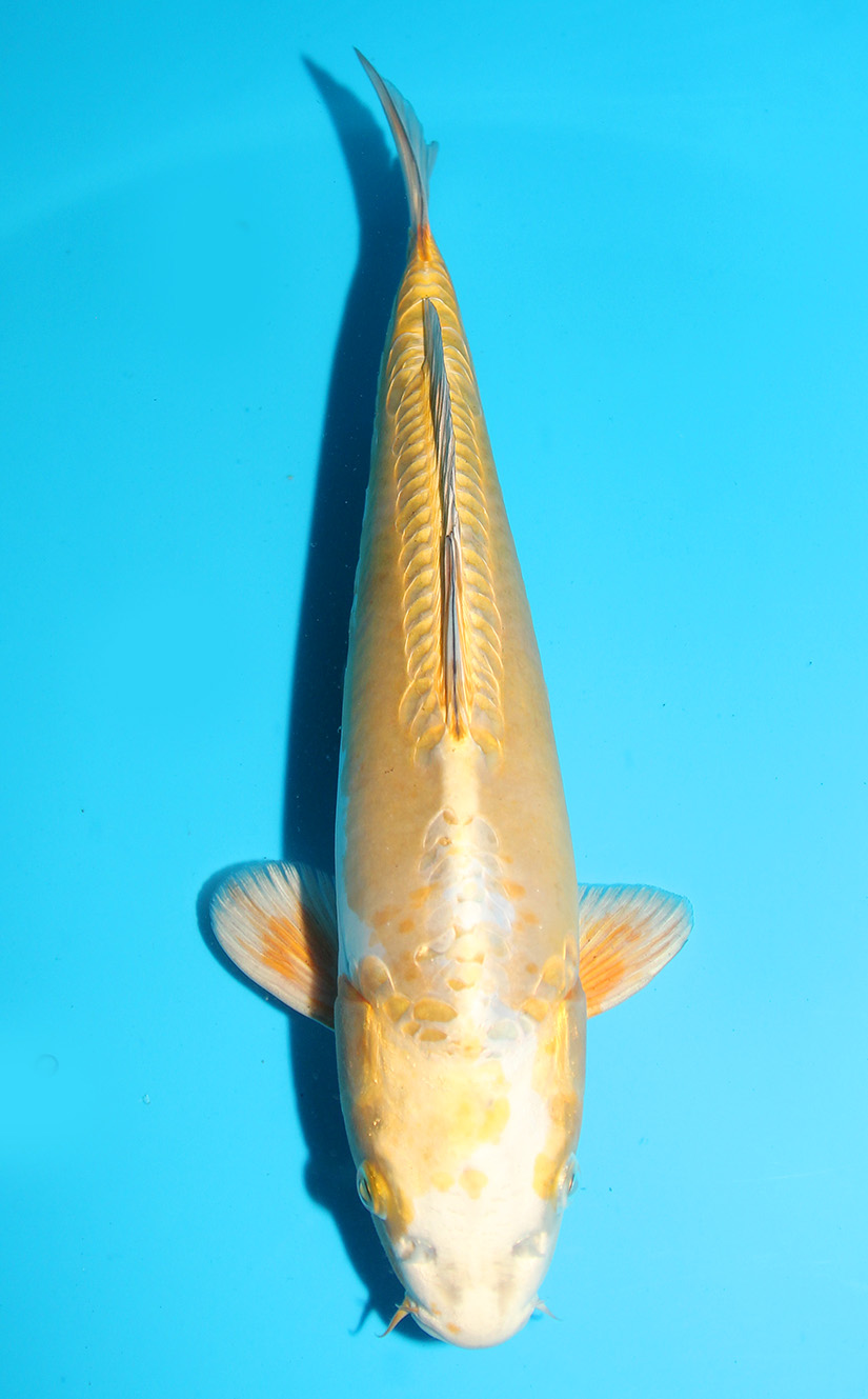 Doitsu Kogane Ochiba - Koi Bauer