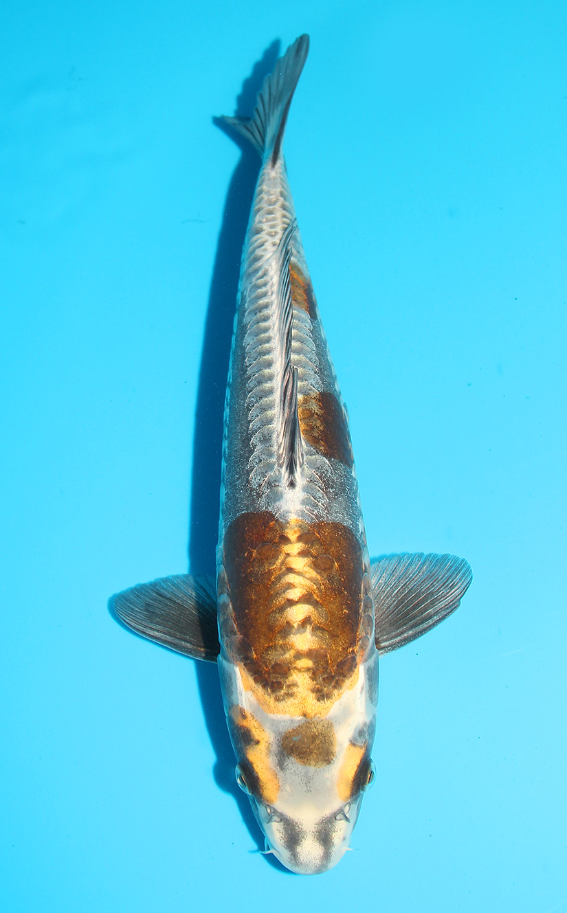 Doitsu Kogane Ochiba - Koi Bauer