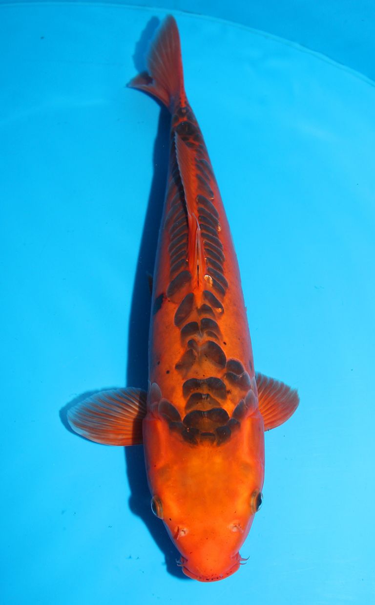 Doitsu Aka Matsuba - Koi Bauer