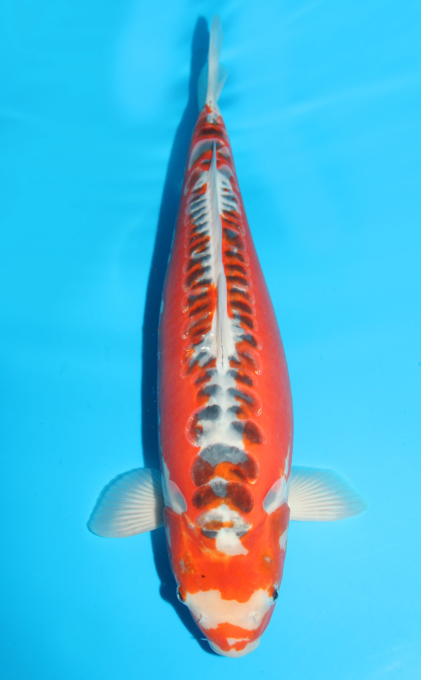 Hi Shusui - Koi Bauer