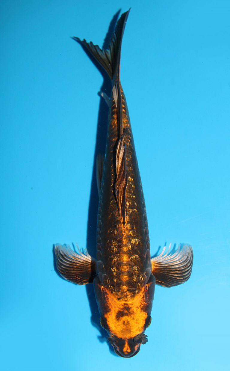 Longfin Doitsu Gin Rin Kin Kikokuryu - Koi Bauer