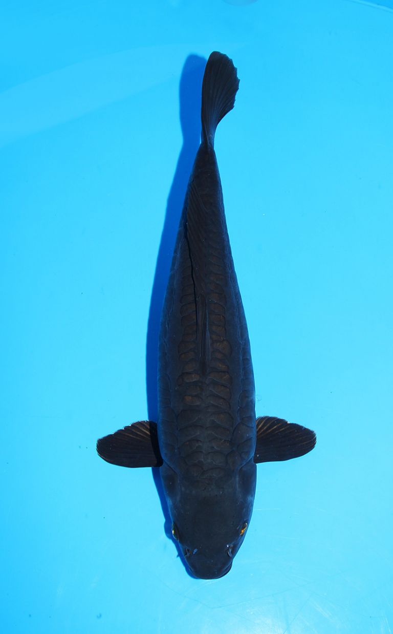 Big Scale Doitsu Gin Rin Karasugoi - Koi Bauer